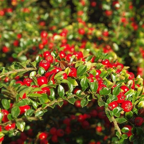 Cotoneaster Microphyllus Boomkwekerij Peers