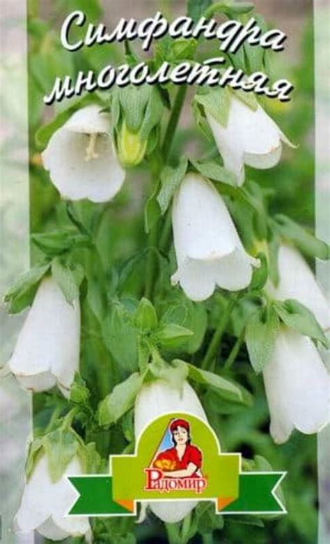 Longus Leinakellukas Symphyandra Pendula