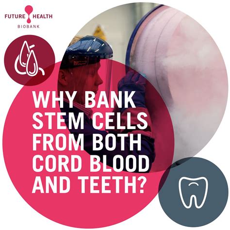 Mscs Found In Tooth Stem Cells Are Widely Regarded As A Significant