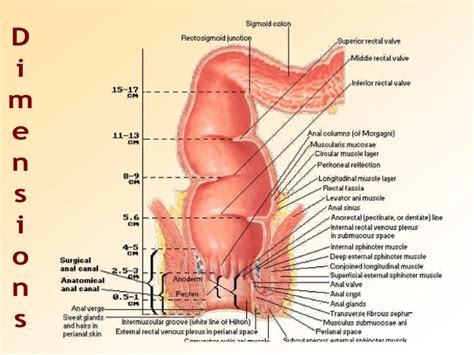 Surgical Anatomy Of The Colon Rectum And Anus Mlkvuw