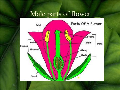 Ppt Mon April 21 Powerpoint Presentation Free Download Id 2255089
