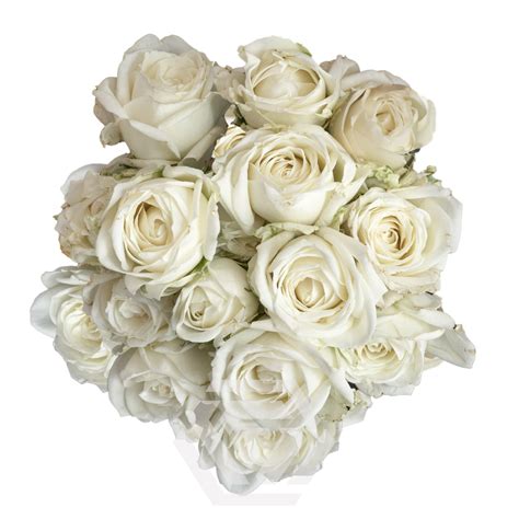 Sweet Dreams Tessa The Finest Flowers