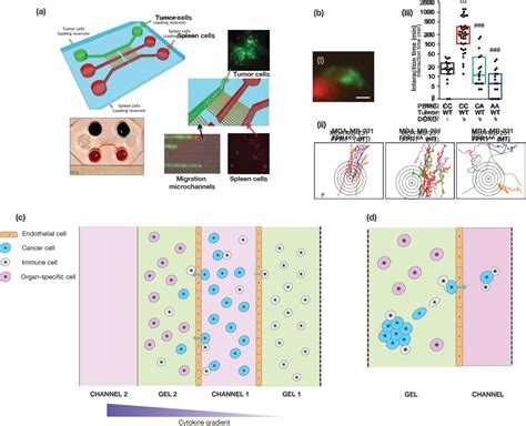 Microfluidics A New Tool For Modeling Cancer Immune Interactions Pmc