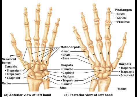 Anatomy Chapter 3 Hand Diagram Quizlet
