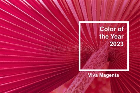 Texture Of The Leaves Of The Palm Tree Centric Lines Diverge In A Circle Abstract Floral