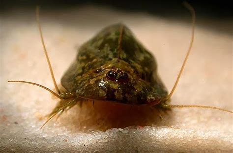 Triops The 350 Million Years Old Species For Fum And Interesting