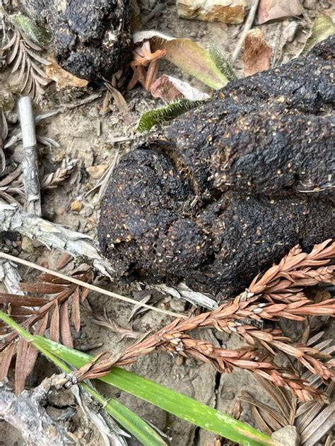 Is This Bear Scat Rbears