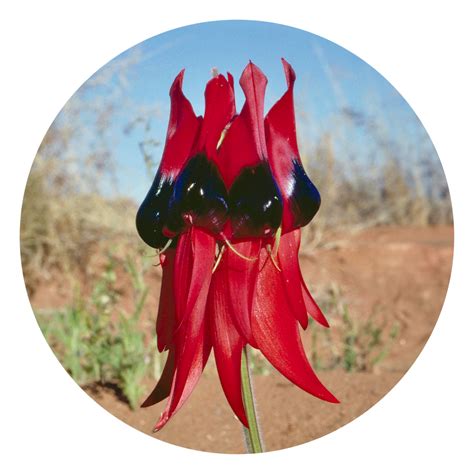 Sturt Desert Pea Australia Australian Bush Flower Essences