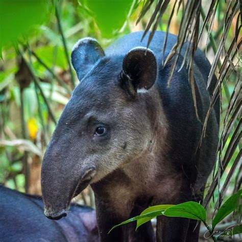A Juvenile Bairds Tapir Inside The Dense Rainforest Of Corcovado National Park Costa Rica