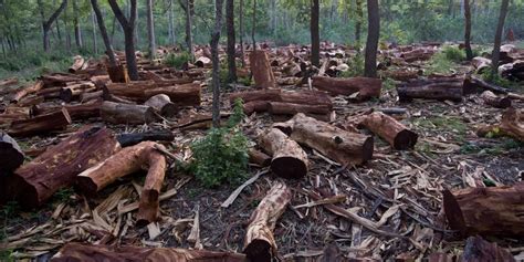 En 2021 Se Deforestó El Equivalente A 5 Ciudades De Buenos Aires En El