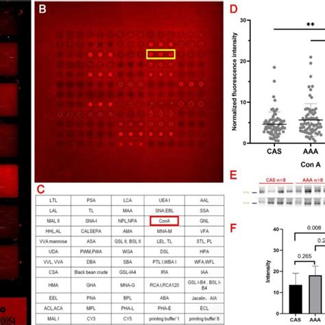 Example Of Lectin Experimental Procedure A Each Lectin Microarray