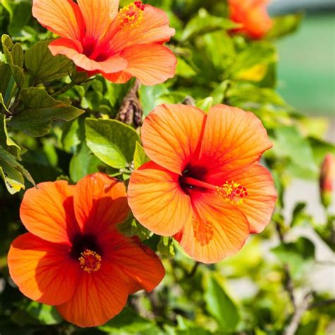 Companion Plants With Hibiscus At William Stork Blog