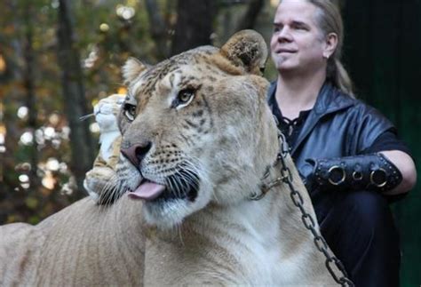 Liger Hercules As Brand Ambassador Großkatze Katzenarten Große Katzen