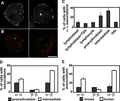 Interphase Association Of α And β Globin Genes In Primary Intermediate
