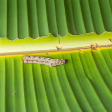 Banana Leaf Feeder Pest Management Symptoms Treatment Chemical