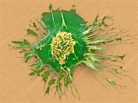 Human Dendritic Cell Sem Stock Image C0369659 Science Photo Library