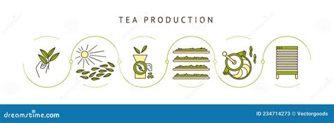 The Process Of Making Tea By Stages Stock Vector Illustration Of