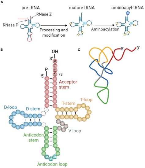 Trna Therapy A New Option In The Age Of Mrnas Boc Sciences
