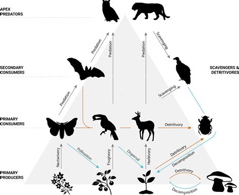 Biodiversity Importance Of Preserving Ecosystems