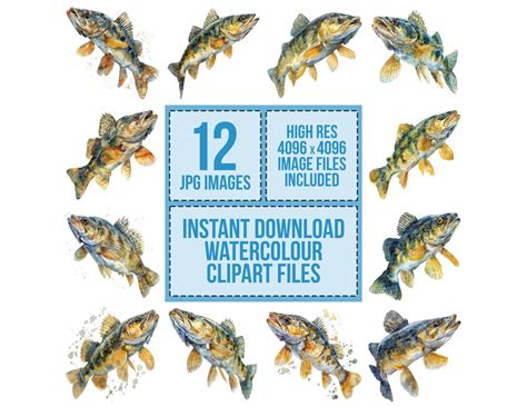 12 Walleye Fish Clipart Watercolor Fish Clipart Printable Watercolor