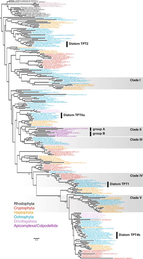 Phylogeny Of Tpt Homologues In Red Algae And Lineages With Red