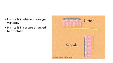 Ppt Vestibular System Powerpoint Presentation Free Download Id