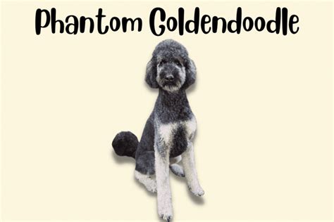 Phantom Goldendoodle Rare Colors And Patterns Explained
