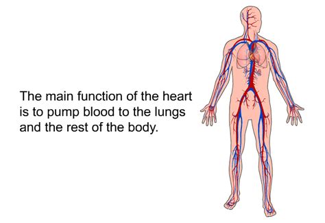 Heart Valve Diseases