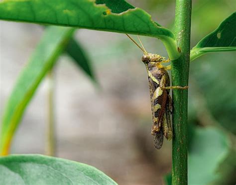 Premium Photo Closeup Brown Grasshopper On A Green Leaf