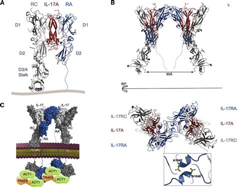 Il 17a Induced Dimerization Of Il 17ra Drives The Formation Of A 222