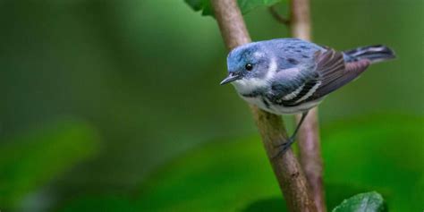 Cerulean Warbler Reserve Nomad Nature Travel