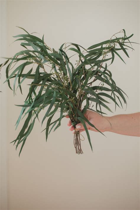 Preserved Seeded Weeping Willow Eucalyptus Eucalypt Co