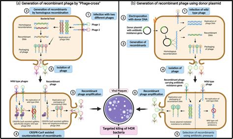 Overview Of Phage Genome Engineering And Assembly By Homologous Download Scientific Diagram