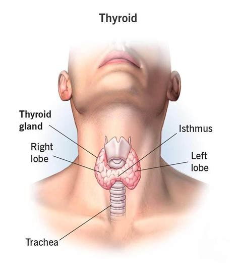 Mcq On Thyroid Glands Class 12 For Neet Biologysir