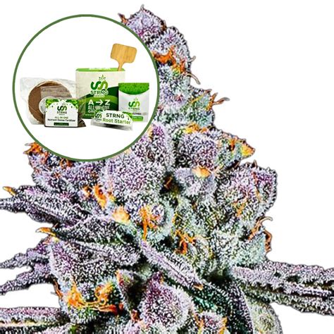 Thca Sex Panther Auto Strain Grow Kit Premium Seed Bank Best