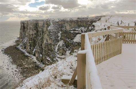Rspb Bempton Cliffs Go Yorkshire