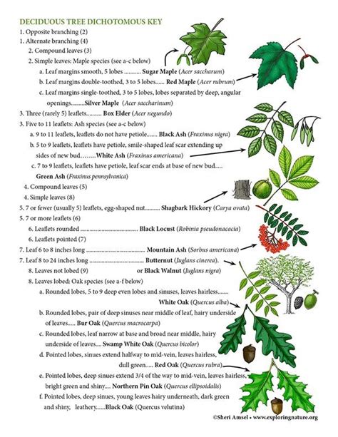 Leaf Guide Tree Identification Key Cadfopt Leaf Guide Tree Identification Key Cadfopt