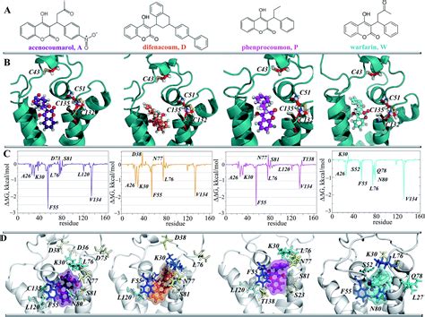 Identification Of The Functional States Of Human Vitamin K Epoxide