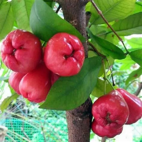 Rose Apple Chamba Jaman