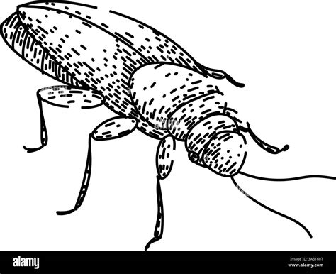 Insect Cockroach Sketch Hand Drawn Vector Stock Vector Image And Art Alamy