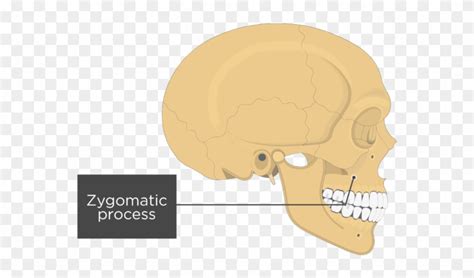 Lateral View Of The Skull Showing The Zygomatic Process Skull Clipart