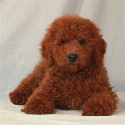Red Poodle Puppies And Moyen Poodles At Scarlets Fancy Poodles