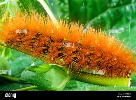 Wooly Bear Caterpillar