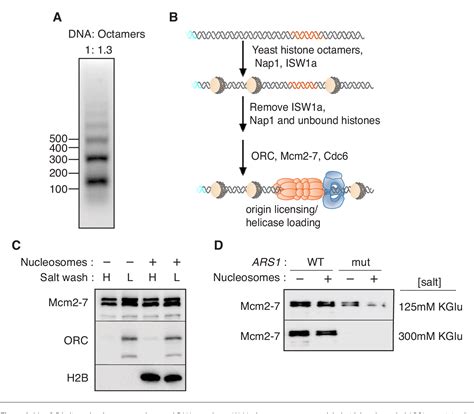 Figure 1 From Nucleosomes Influence Multiple Steps During Replication Initiation Semantic Scholar