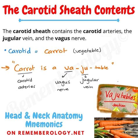 Heads Mnemonic Adolescent At Cecil Messer Blog
