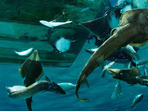 Shark Bycatch