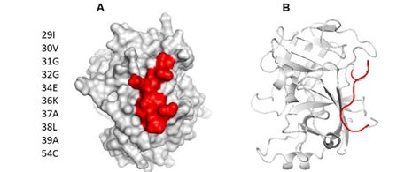 A Surface Model Of Der P 3 Showing Area Occupied By B Cell Epitope Download Scientific
