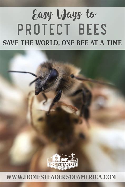 Homestead Bees Artofit