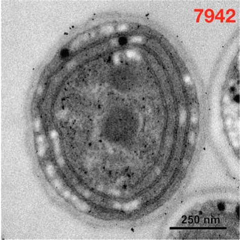 Schematic Illustration Of The Cyanobacterial Thylakoid Membrane Stack Download Scientific