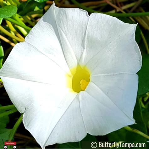 White Morning Glory